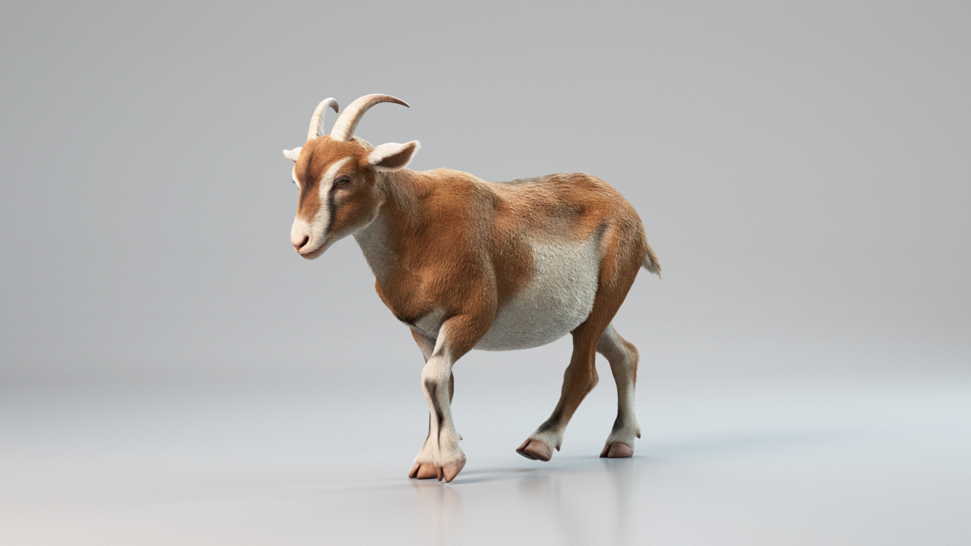 3D Goat Rigged Animated With Fur Model - TurboSquid 2169752
