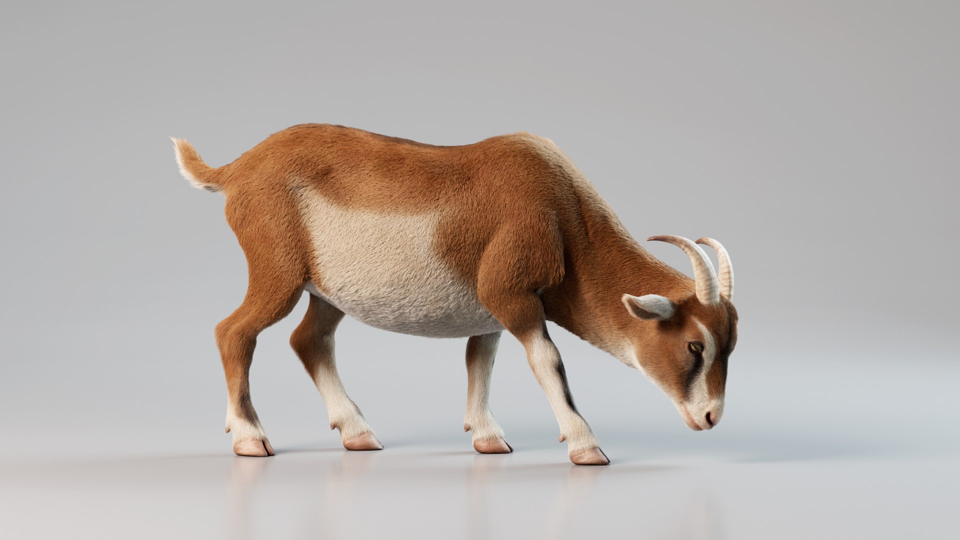 3D Goat Rigged Animated With Fur Model - TurboSquid 2169752