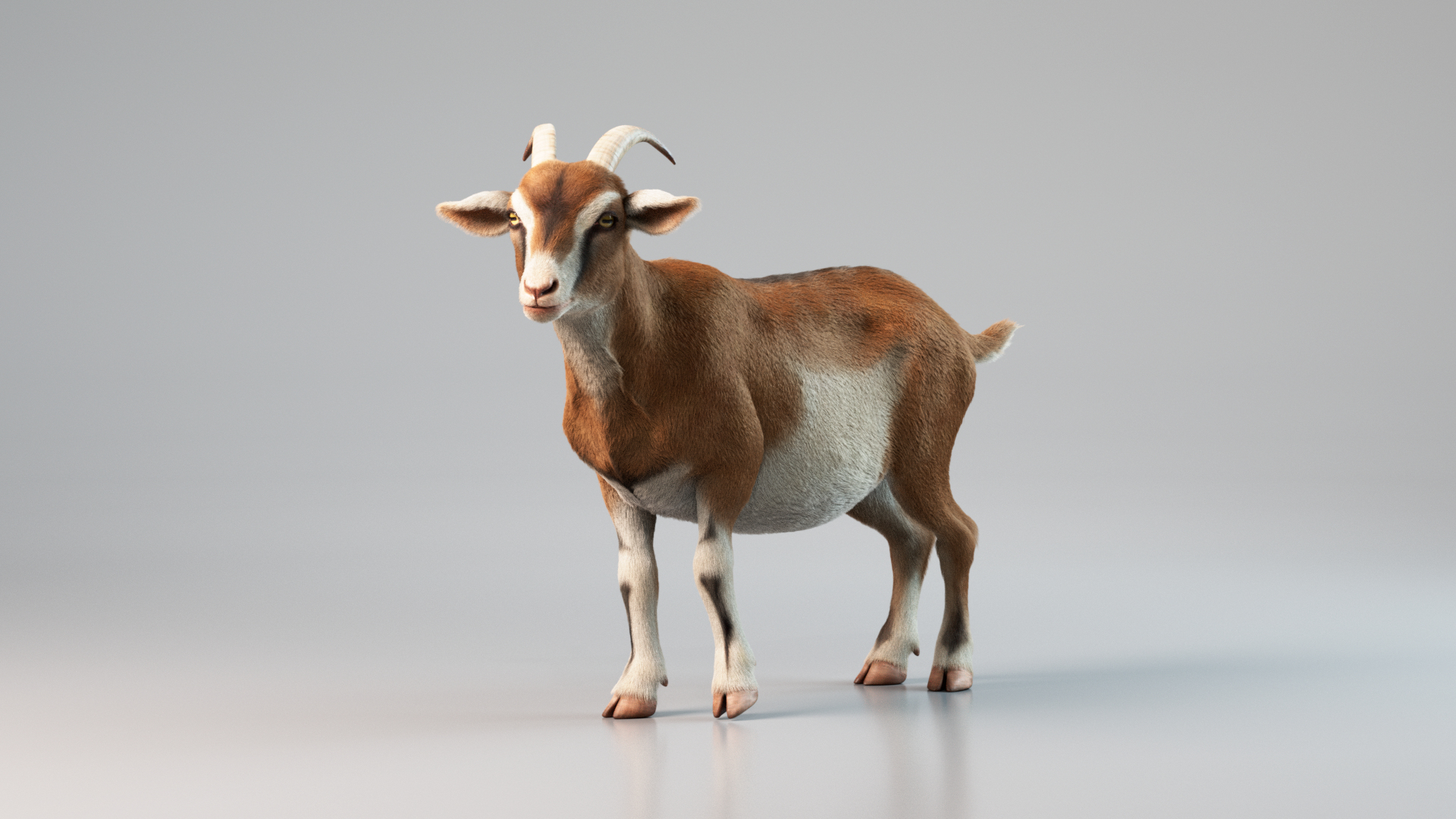 3D Goat Rigged Animated With Fur Model - TurboSquid 2169752