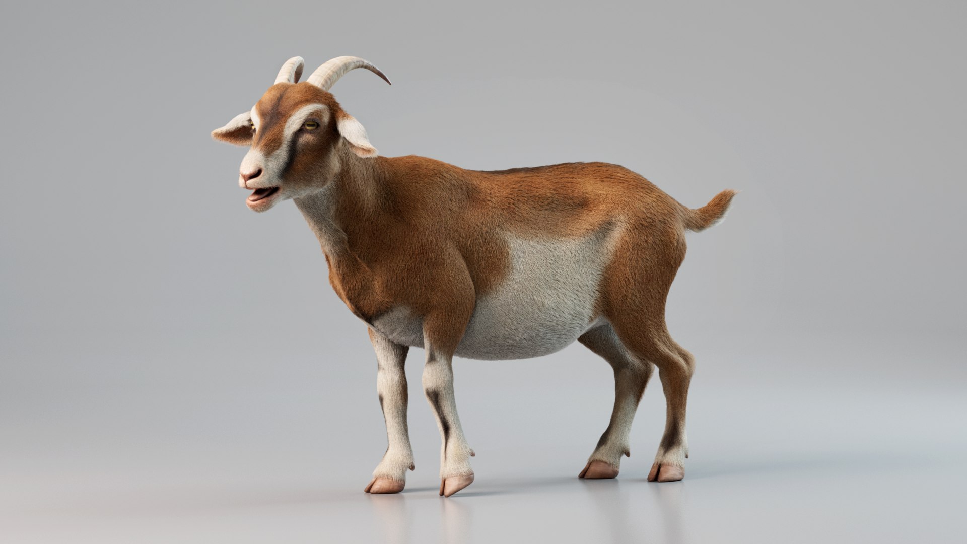 3D Goat Rigged Animated With Fur Model - TurboSquid 2169752