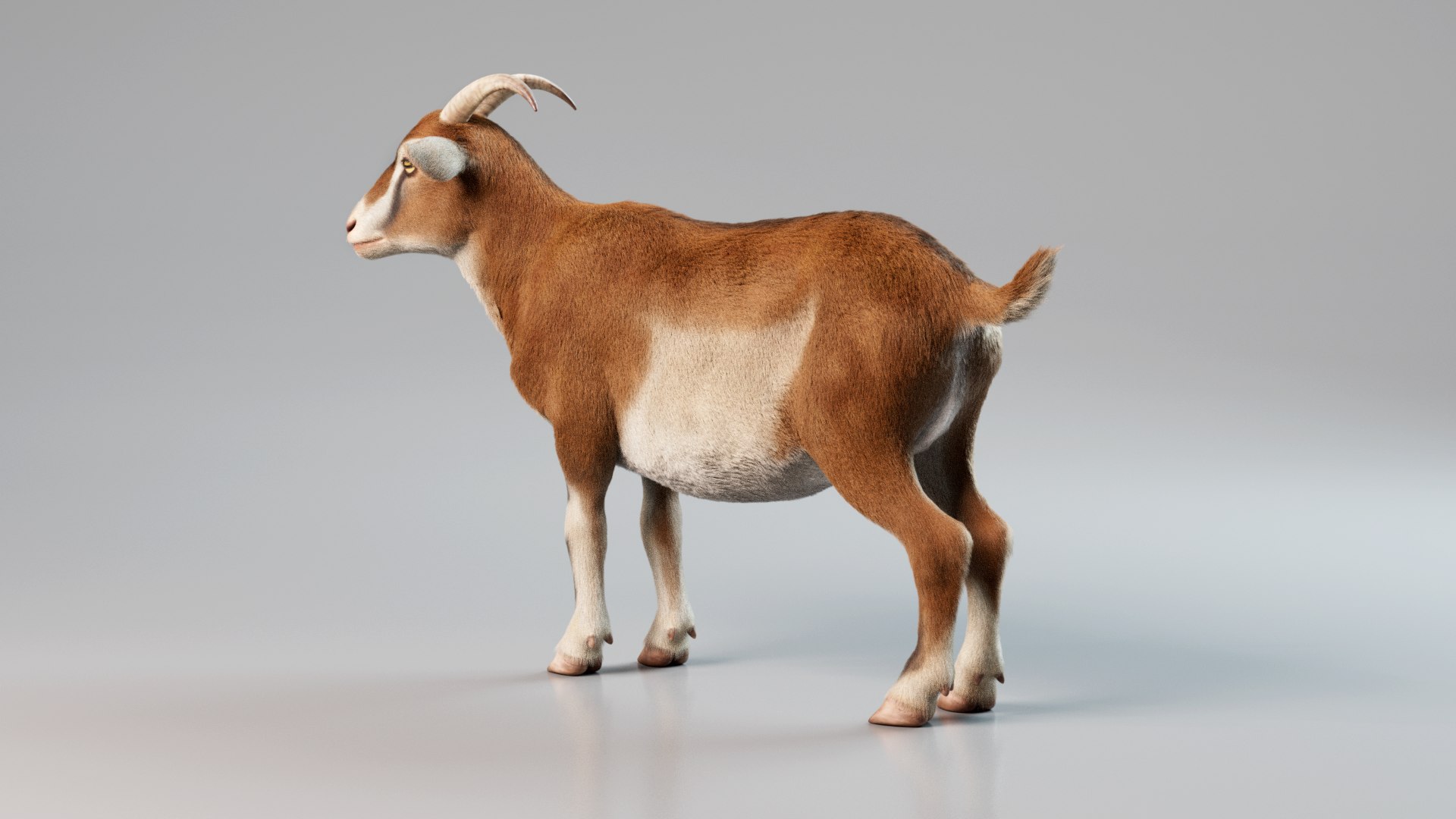 3D Goat Rigged Animated With Fur Model - TurboSquid 2169752