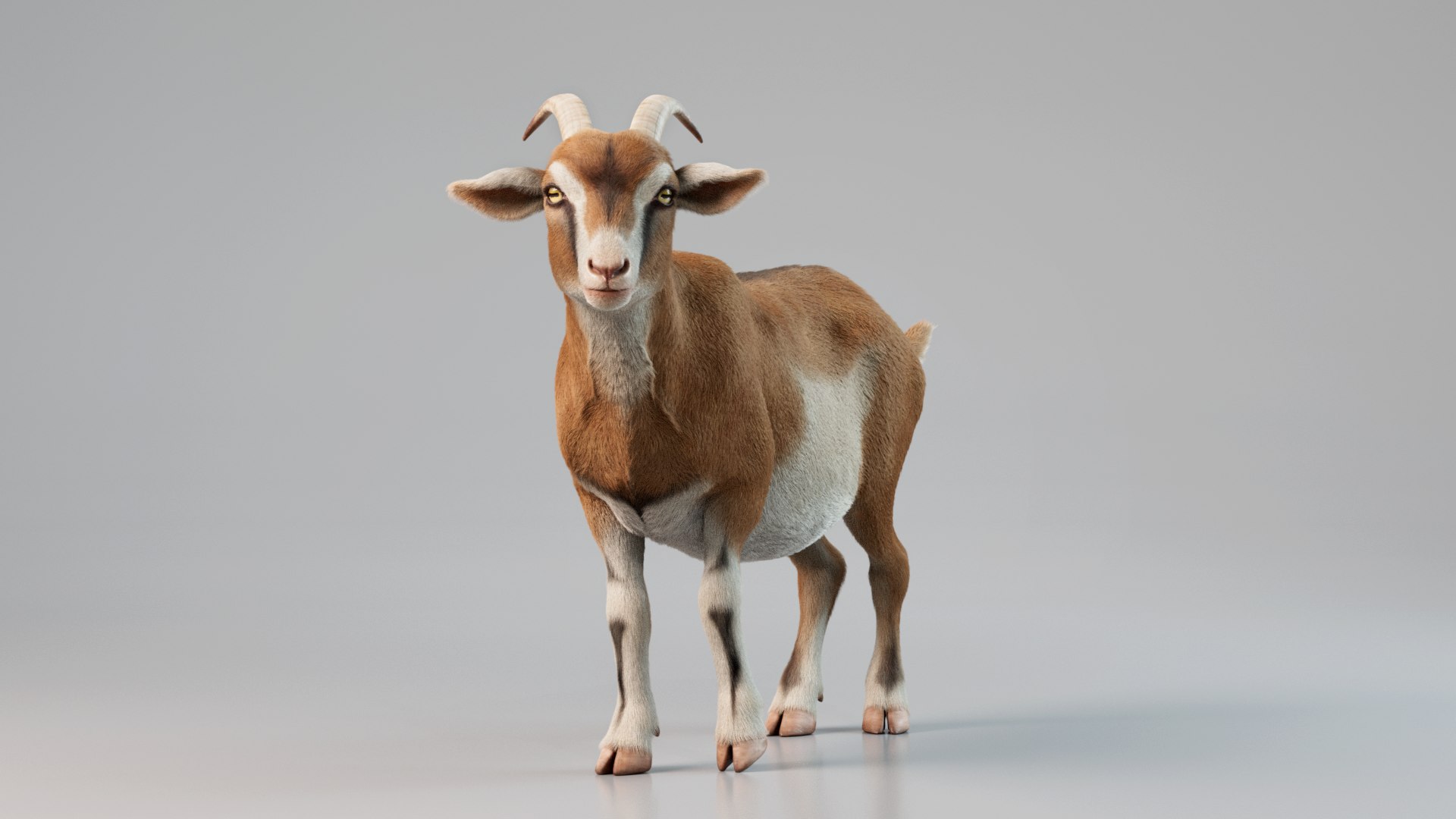 3D Goat Rigged Animated With Fur Model - TurboSquid 2169752
