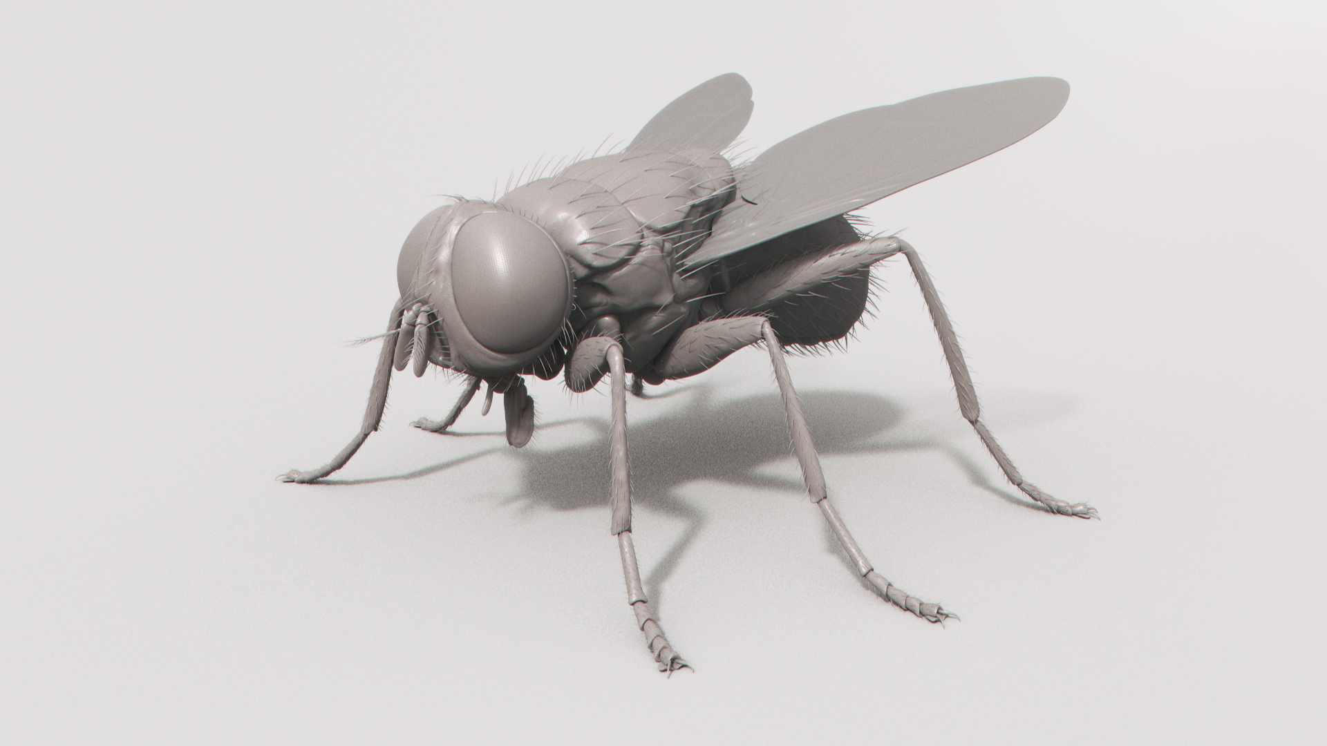 Housefly Realistic Wings 3D - TurboSquid 1566979