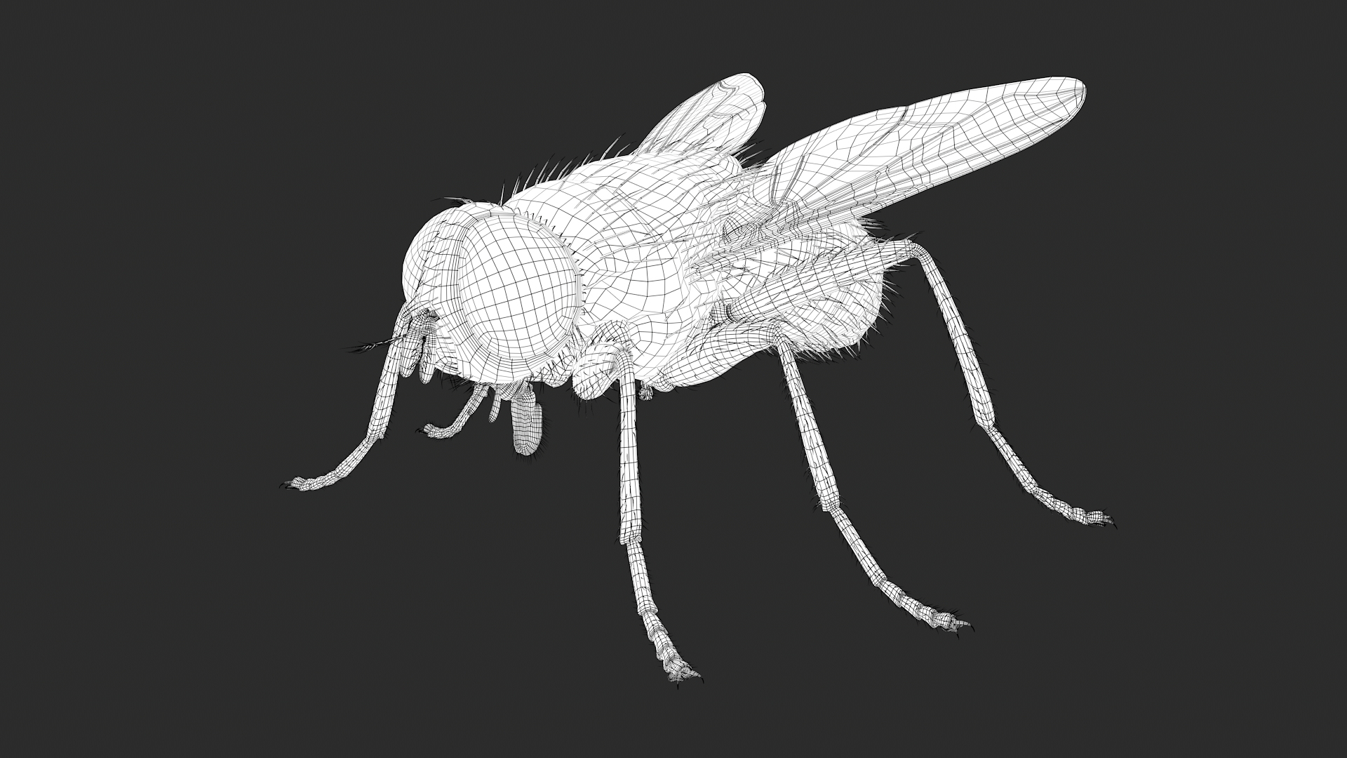 Housefly Realistic Wings 3D - TurboSquid 1566979
