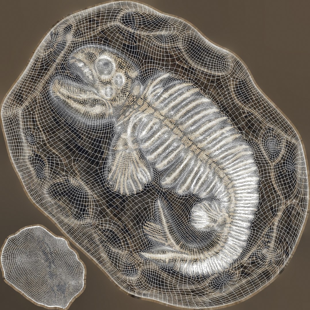 Prehistoric Fish Skeleton Fossil 026 Textured 3D Model - TurboSquid 2304651