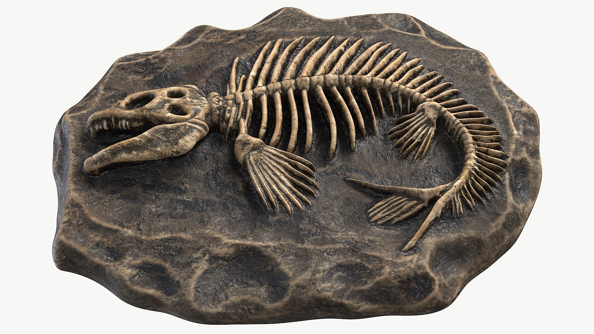 Prehistoric Fish Skeleton Fossil 026 Textured 3D Model - TurboSquid 2304651