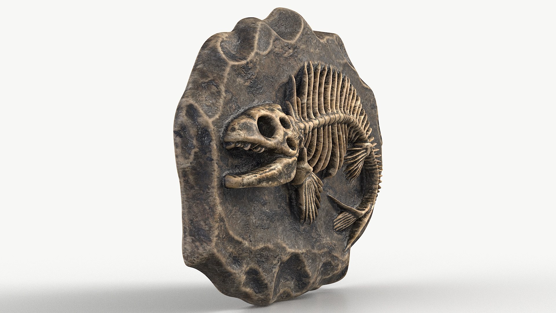 Prehistoric Fish Skeleton Fossil 026 Textured 3D Model - TurboSquid 2304651