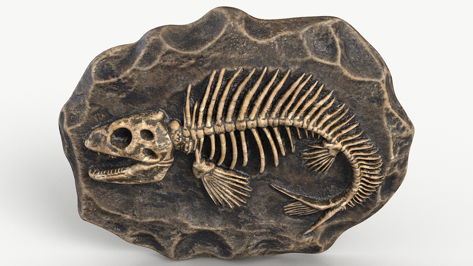 Prehistoric Fish Skeleton Fossil 026 Textured 3D Model - TurboSquid 2304651