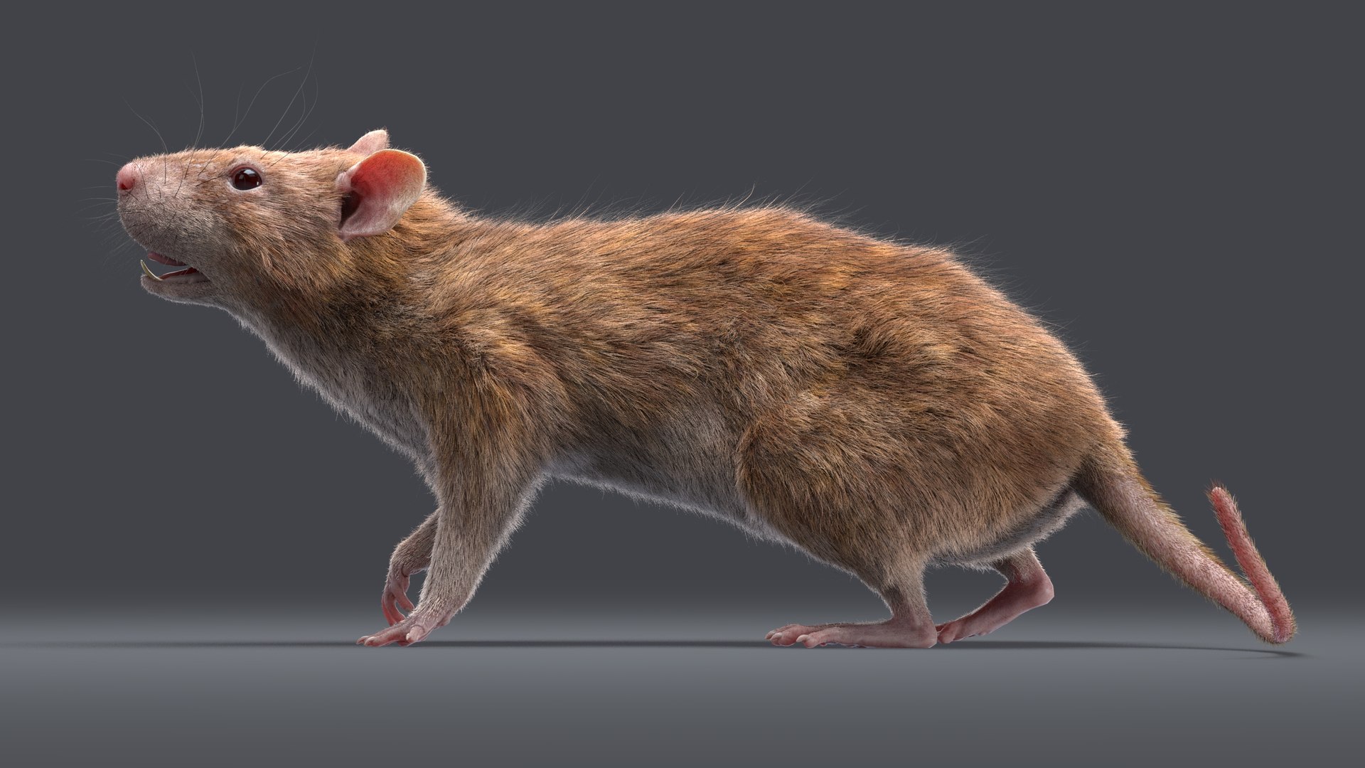 Rats Fur White 3D Model - TurboSquid 1495122