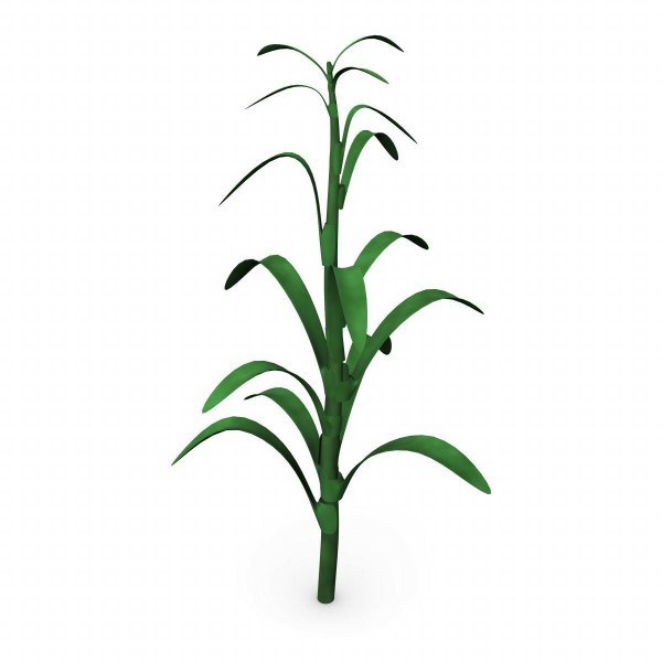 corn stalk 3d model