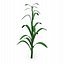 Corn Stalk 3d Model