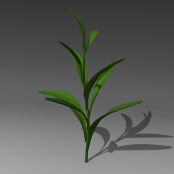 corn stalk 3d model