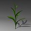 Corn Stalk 3d Model