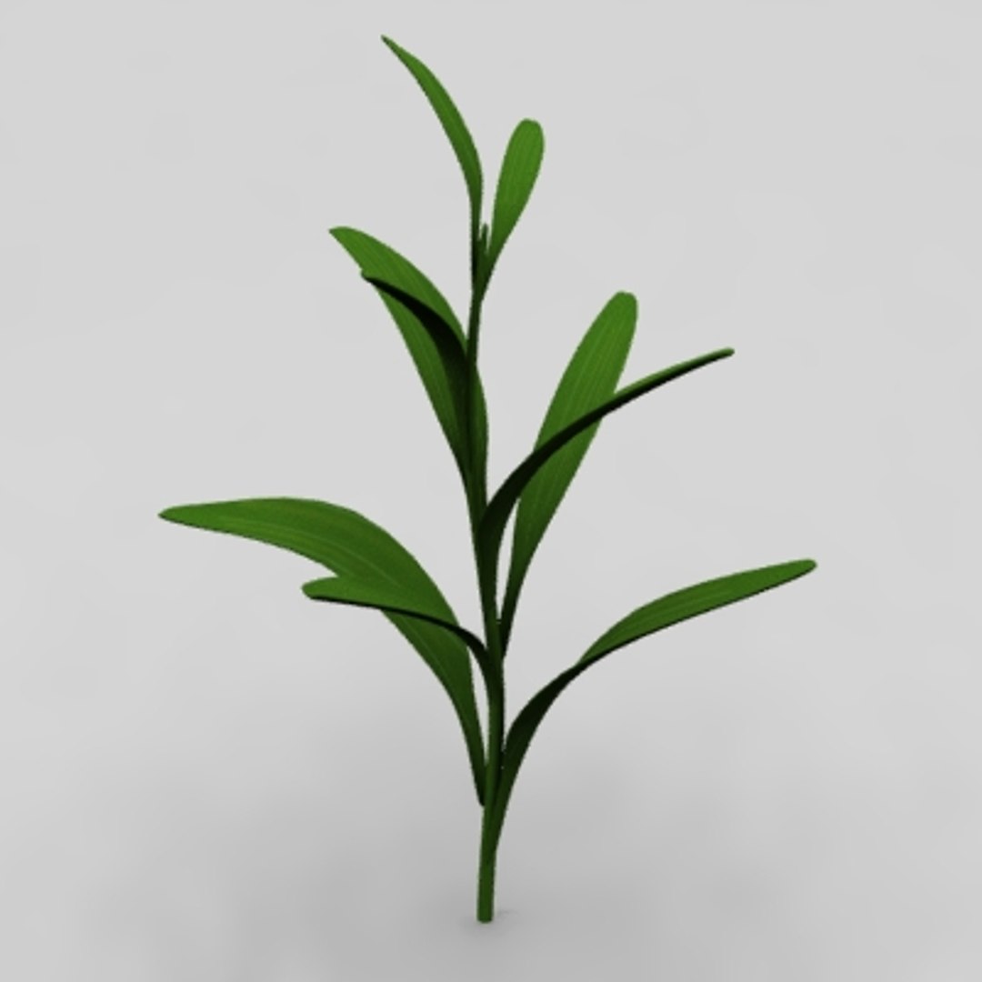 Corn Stalk 3d Model