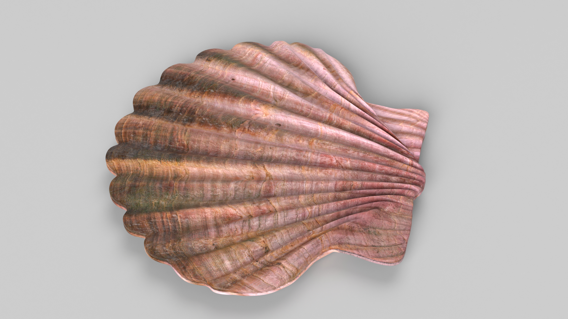 3D seashell shell sea - TurboSquid 1665745
