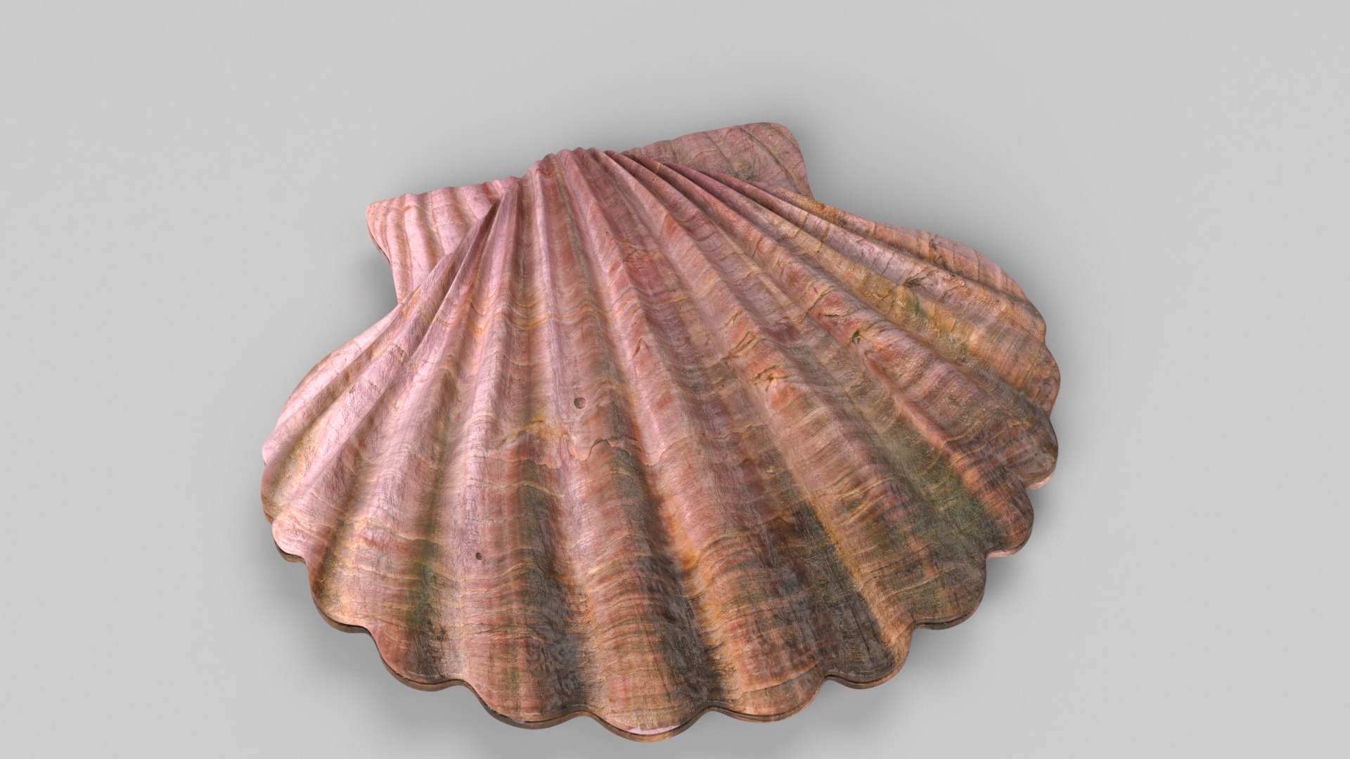 3D Seashell Shell Sea - TurboSquid 1665745