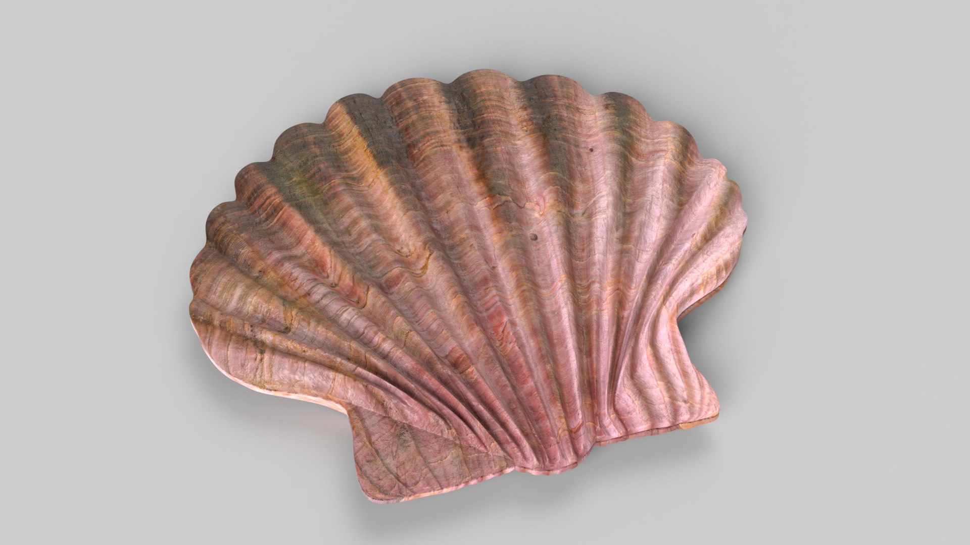 3D Seashell Shell Sea - TurboSquid 1665745