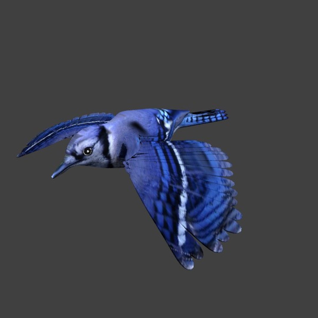 3d Blue Jay Model