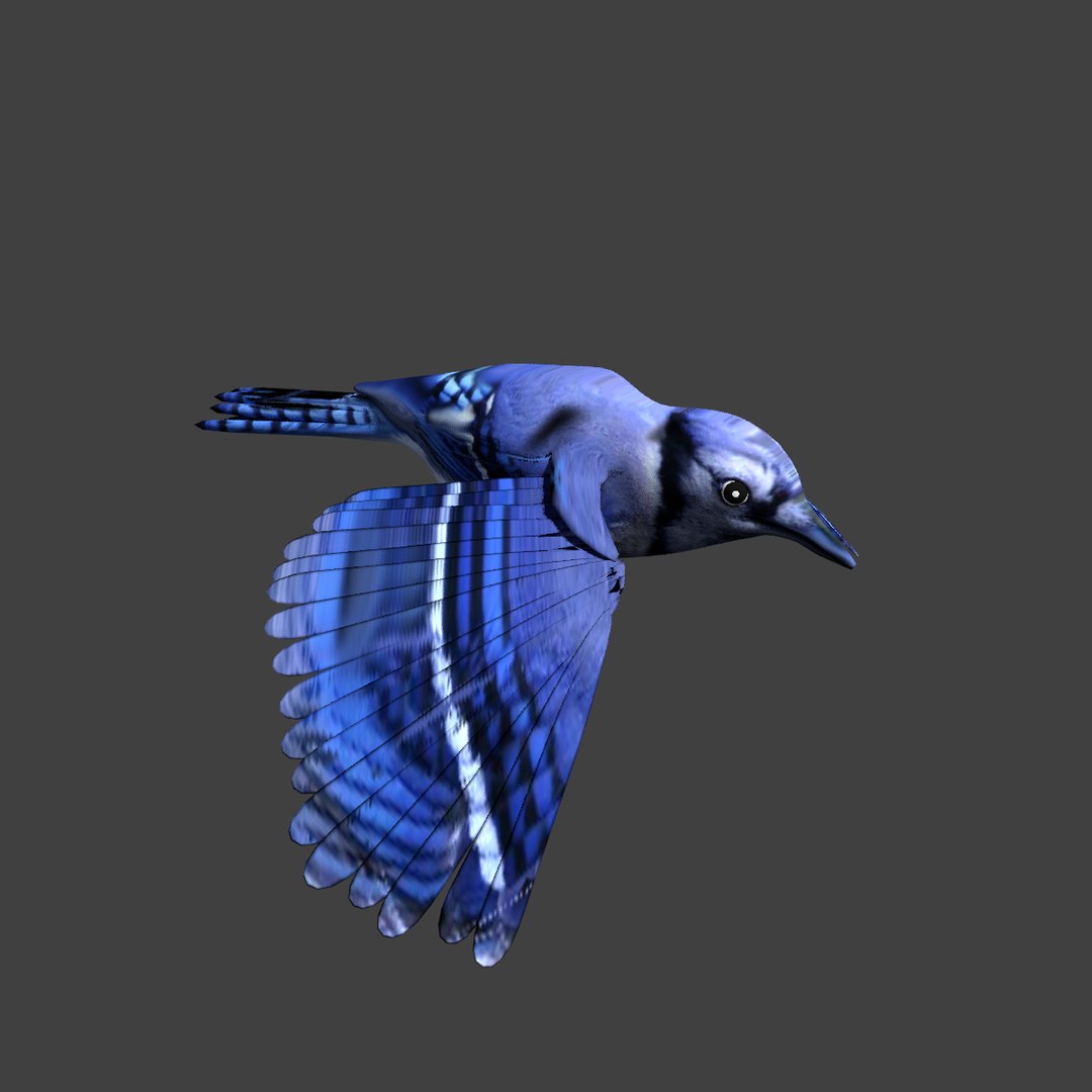 3d Blue Jay Model