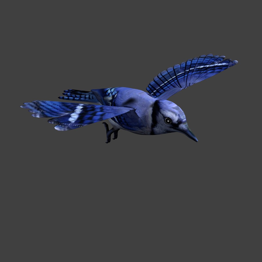 3d Blue Jay Model
