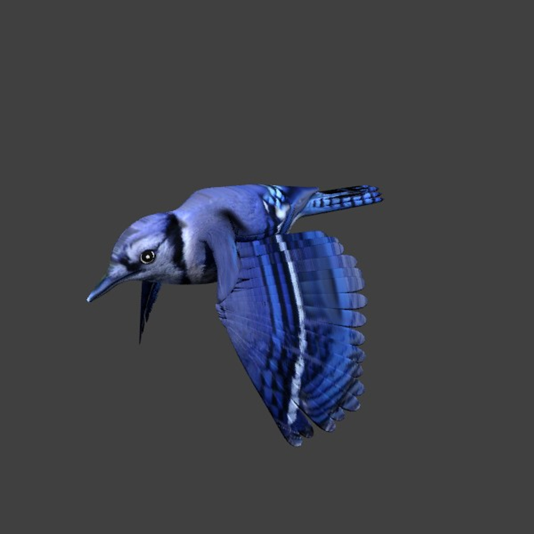 3d Blue Jay Model