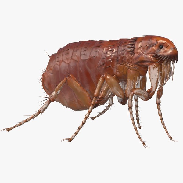 Flea 3D Models for Download | TurboSquid