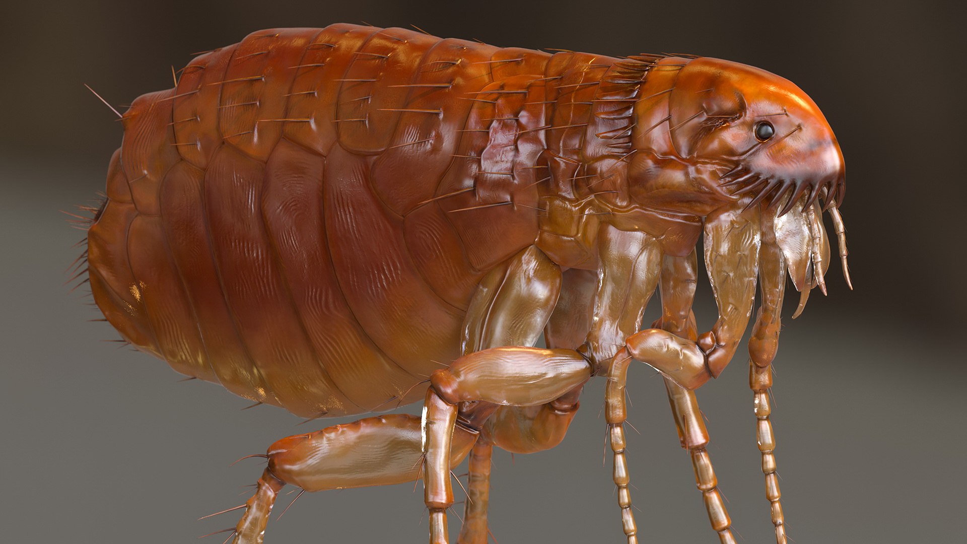 3D flea insect rigged - TurboSquid 1585685