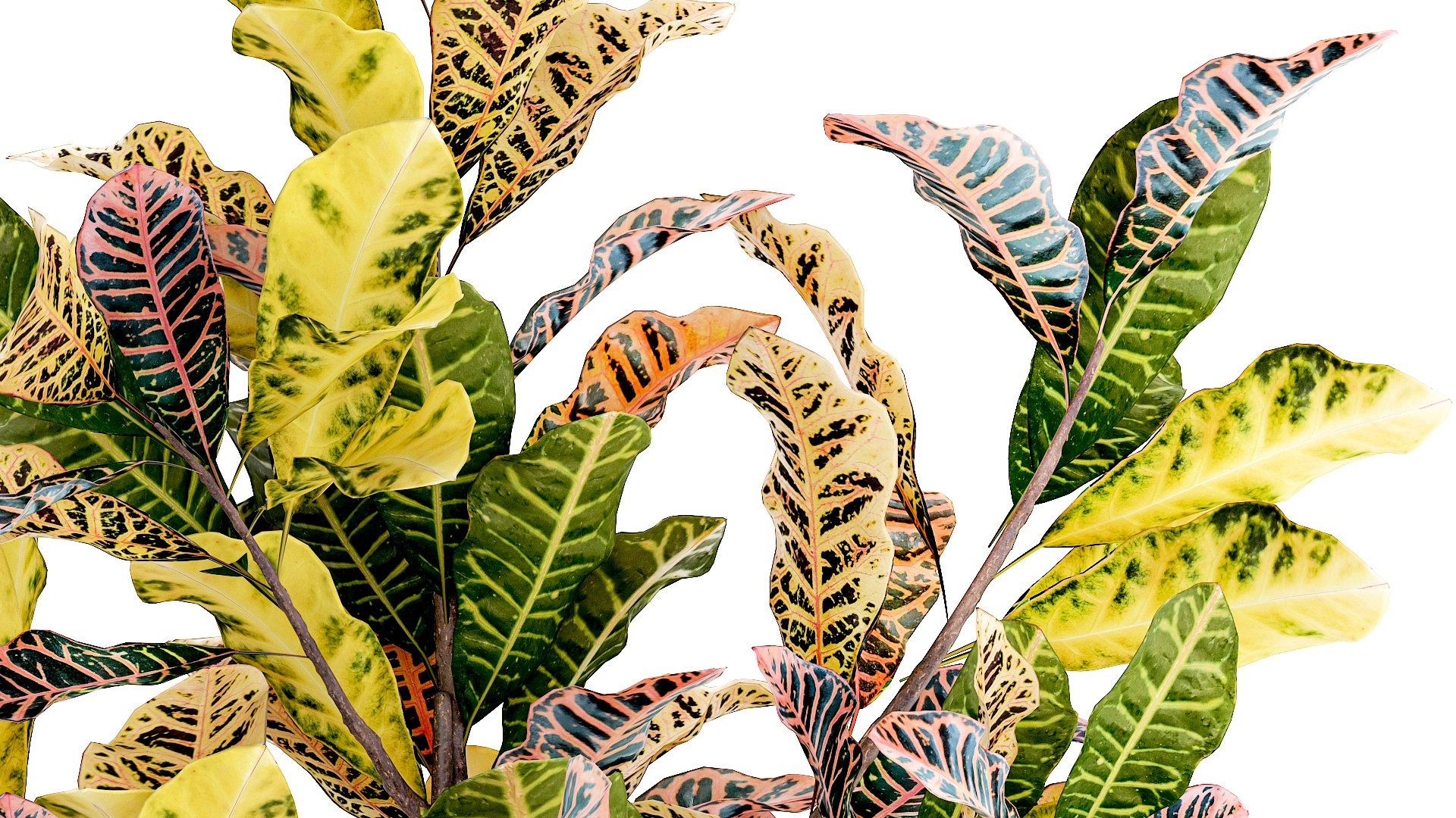 3D Small Indoor Tree White Modern Pot Croton Tree 1446 Model ...