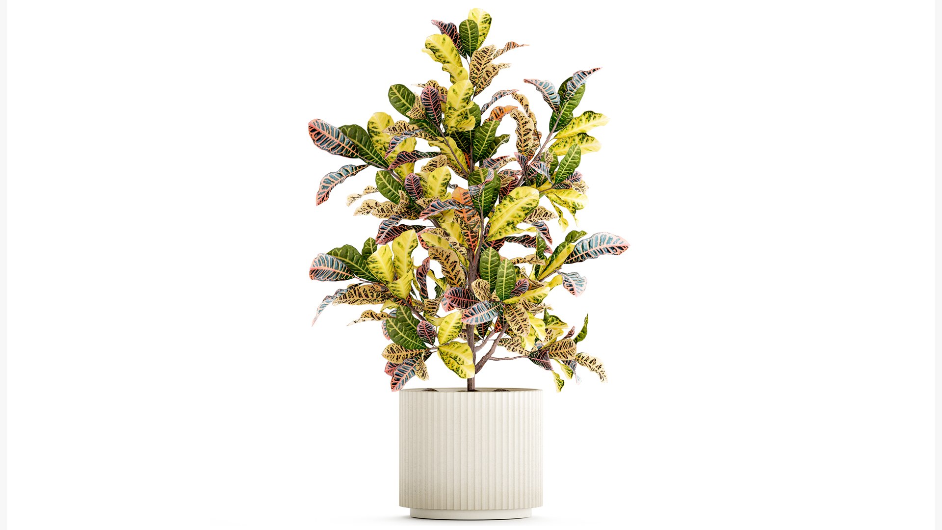 3D Small Indoor Tree White Modern Pot Croton Tree 1446 Model ...