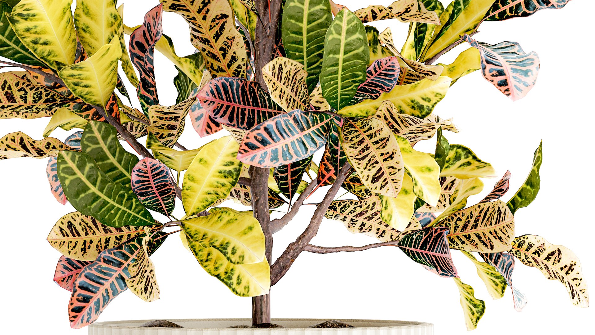 3D Small Indoor Tree White Modern Pot Croton Tree 1446 Model ...