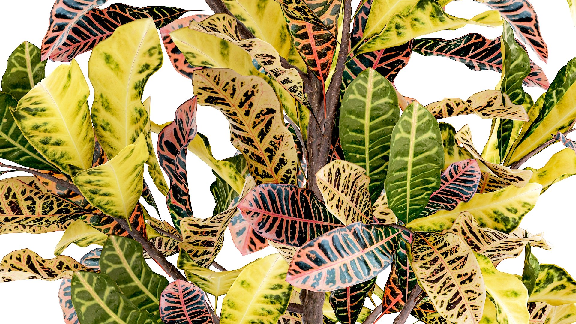 3D Small Indoor Tree White Modern Pot Croton Tree 1446 Model ...