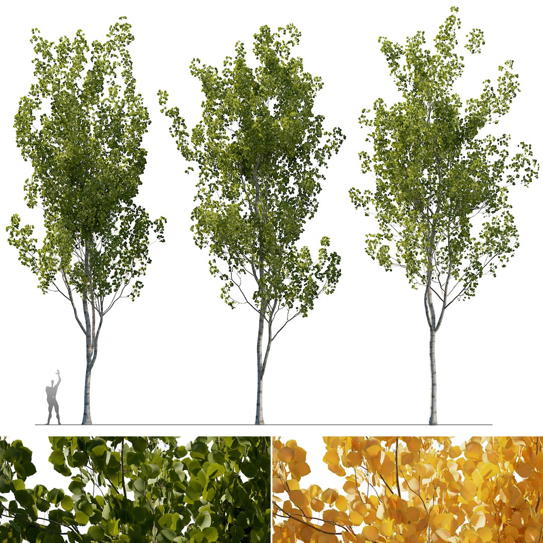 Aspen Trees 3 Models And 2 Materials 3D Model - TurboSquid 1952028