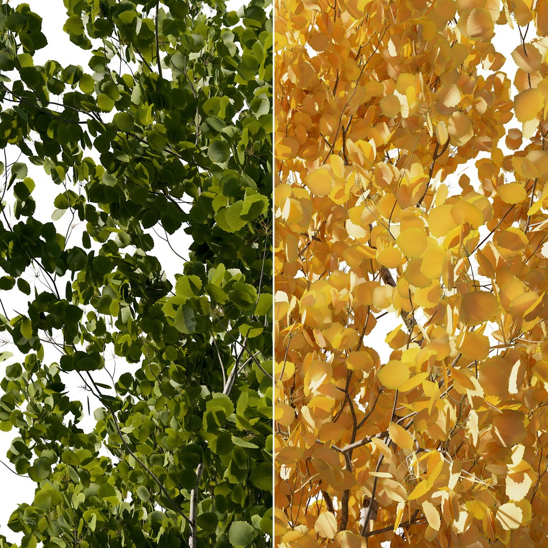 Aspen Trees 3 Models And 2 Materials 3D Model - TurboSquid 1952028