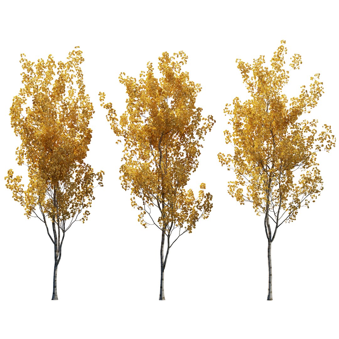 Aspen Trees 3 Models And 2 Materials 3D Model - TurboSquid 1952028