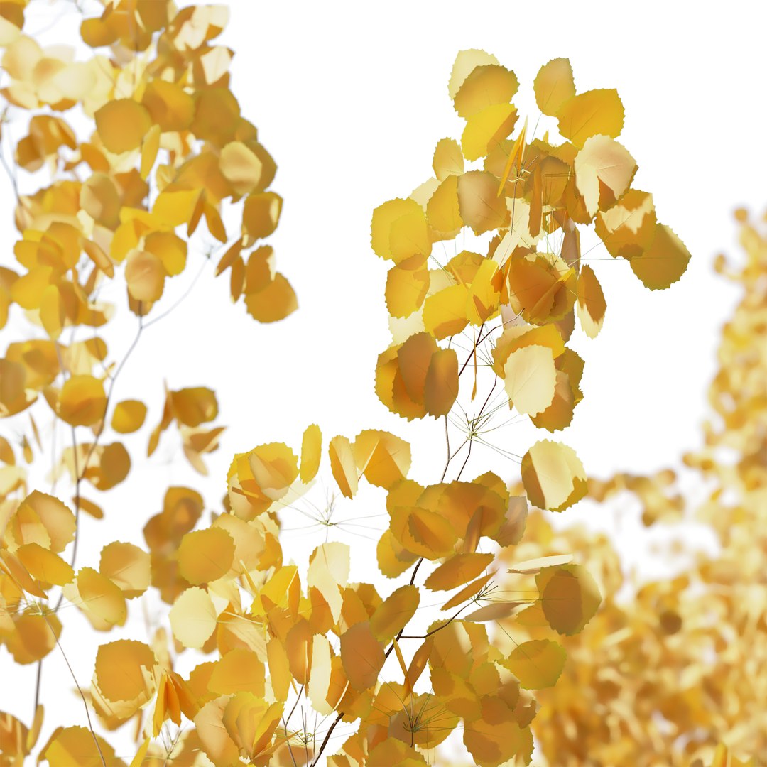 Aspen Trees 3 Models And 2 Materials 3D Model - TurboSquid 1952028