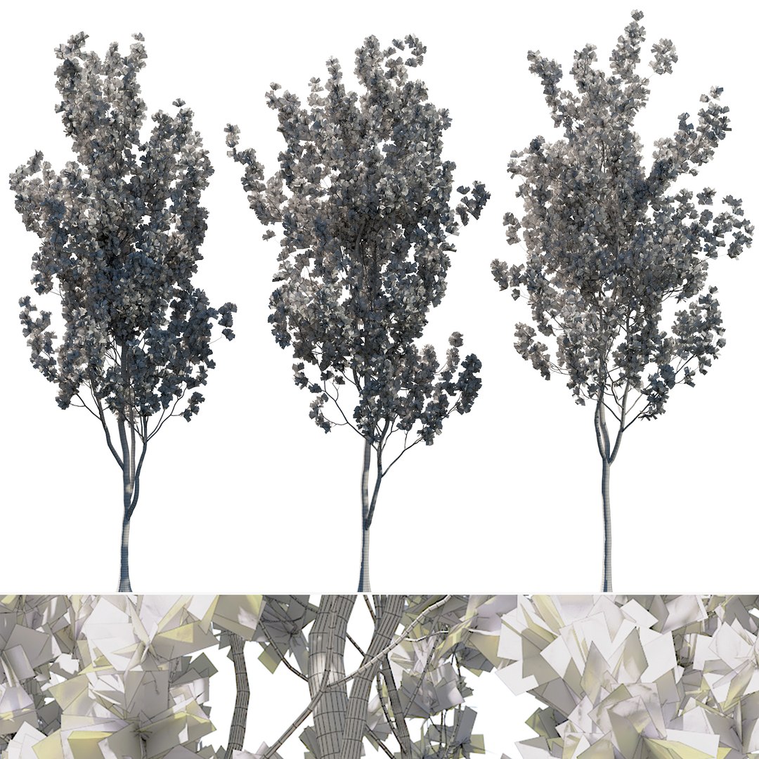Aspen Trees 3 Models And 2 Materials 3D Model - TurboSquid 1952028