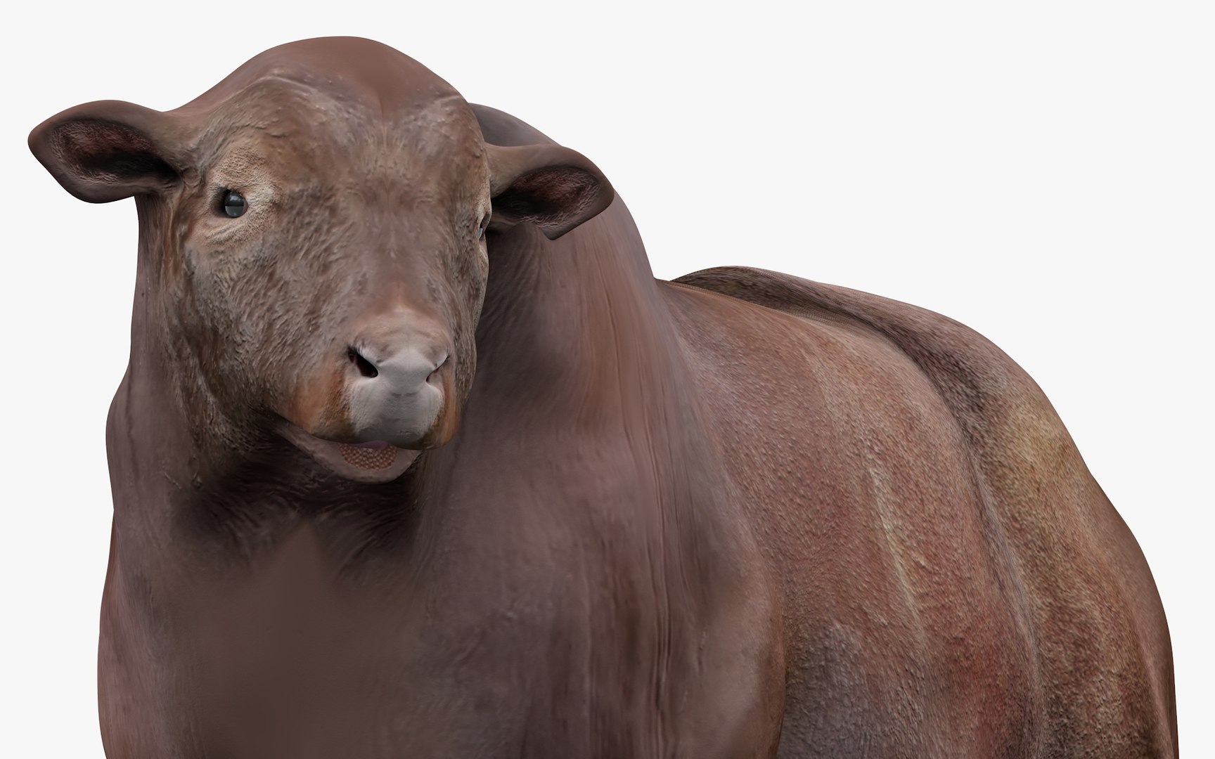 3D model RED ANGUS Rigged L2053 - TurboSquid 2153482