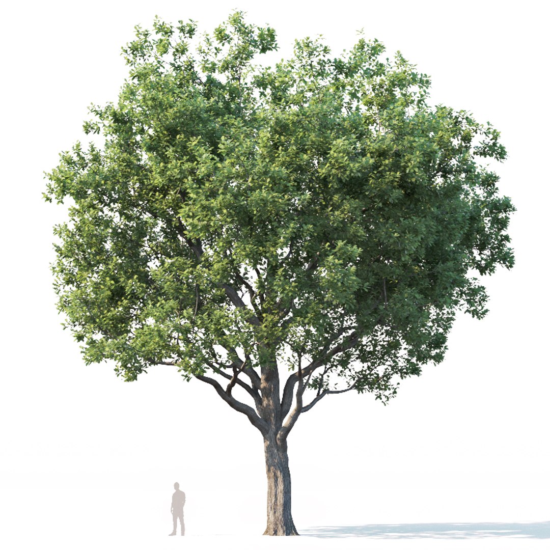 Oak Trees 3D Model - TurboSquid 1652122