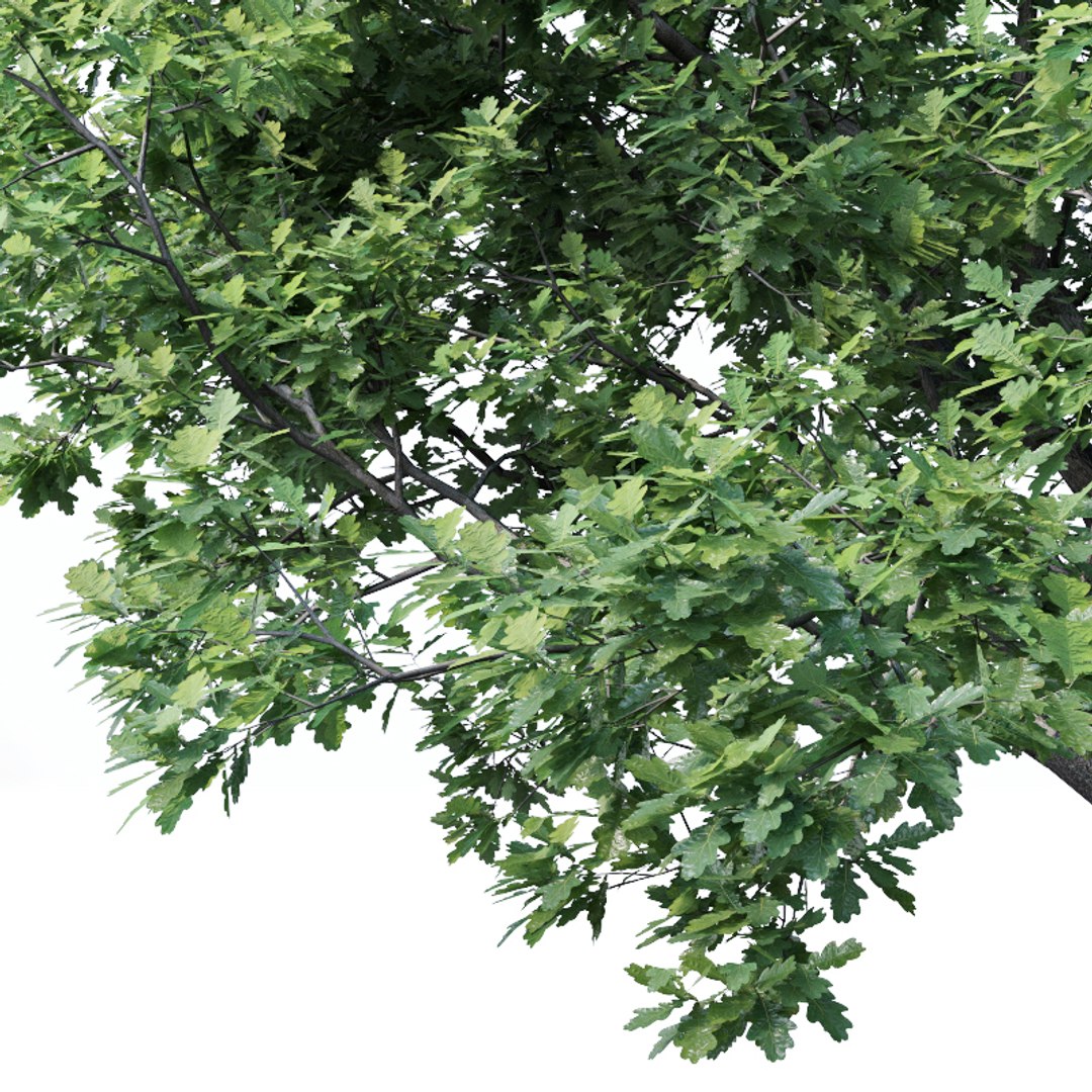 Oak Trees 3D Model - TurboSquid 1652122
