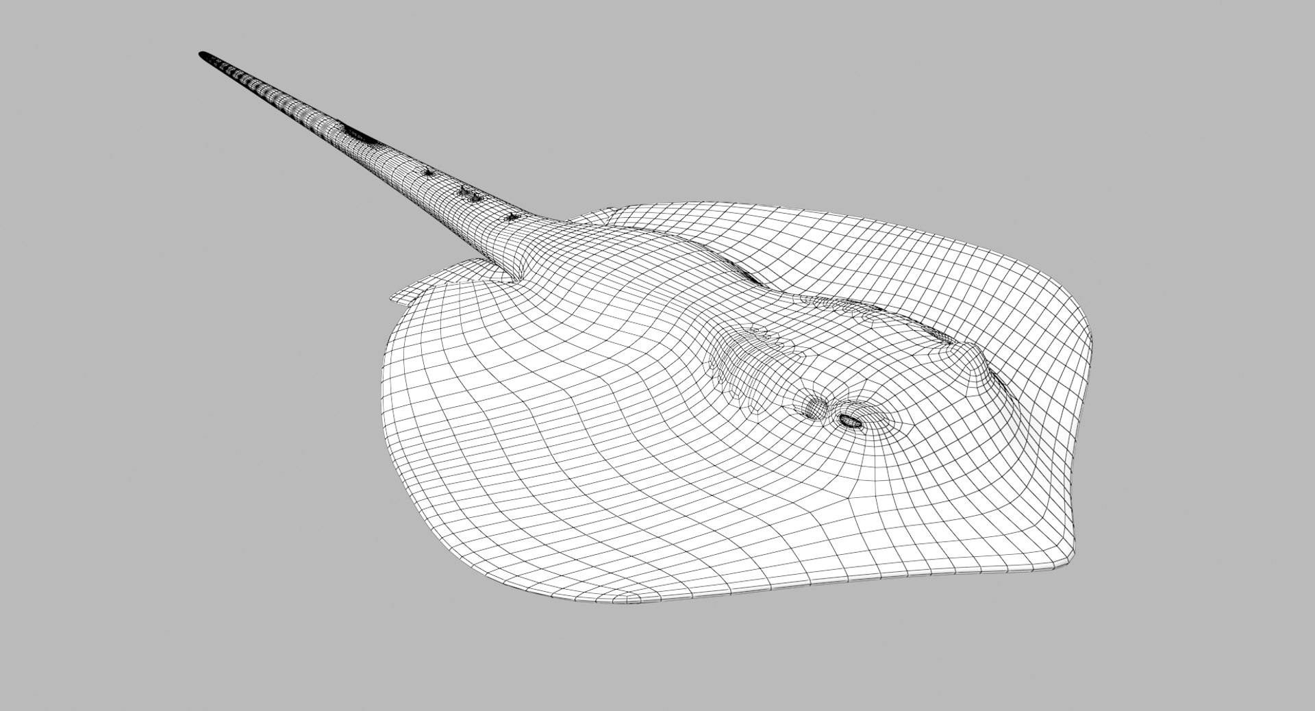 3D Southern Stingray Model - TurboSquid 1419034