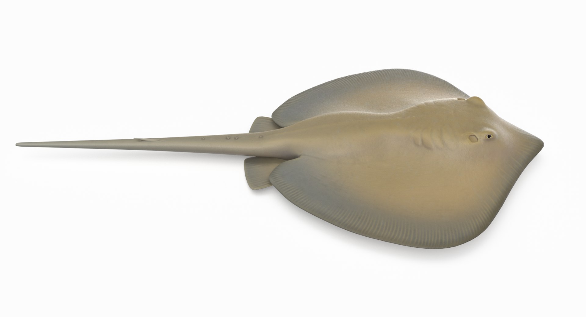 3D Southern Stingray Model - TurboSquid 1419034
