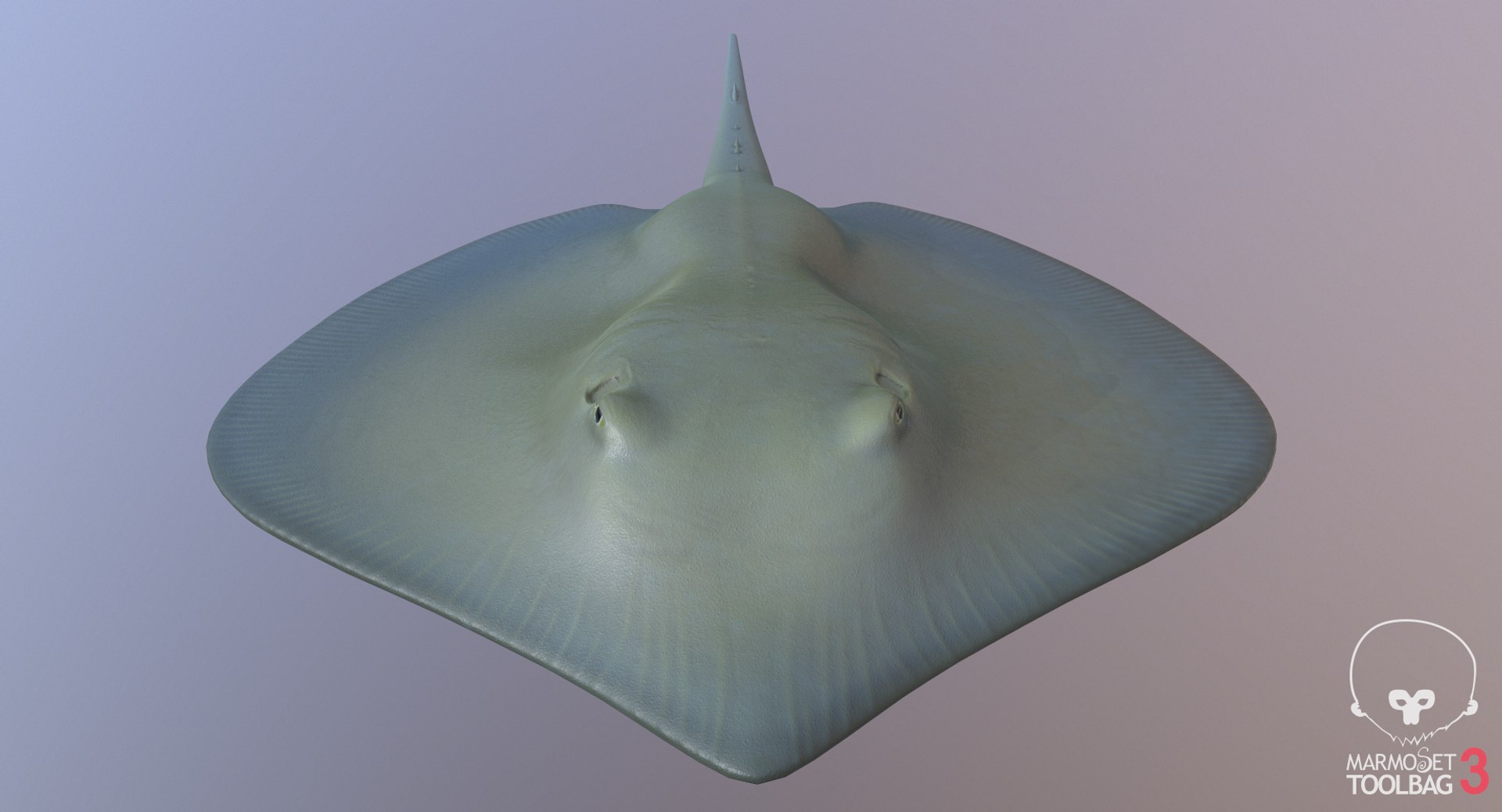 3D Southern Stingray Model - TurboSquid 1419034