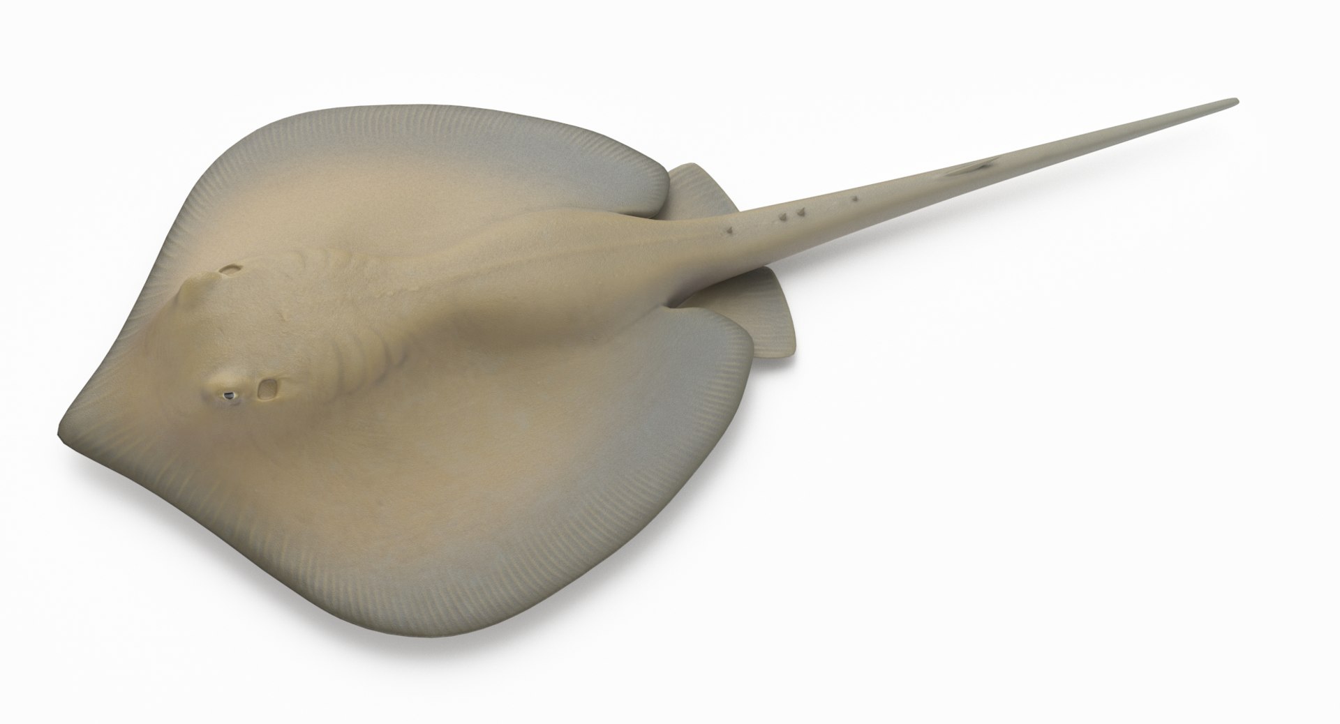 3D Southern Stingray Model - TurboSquid 1419034