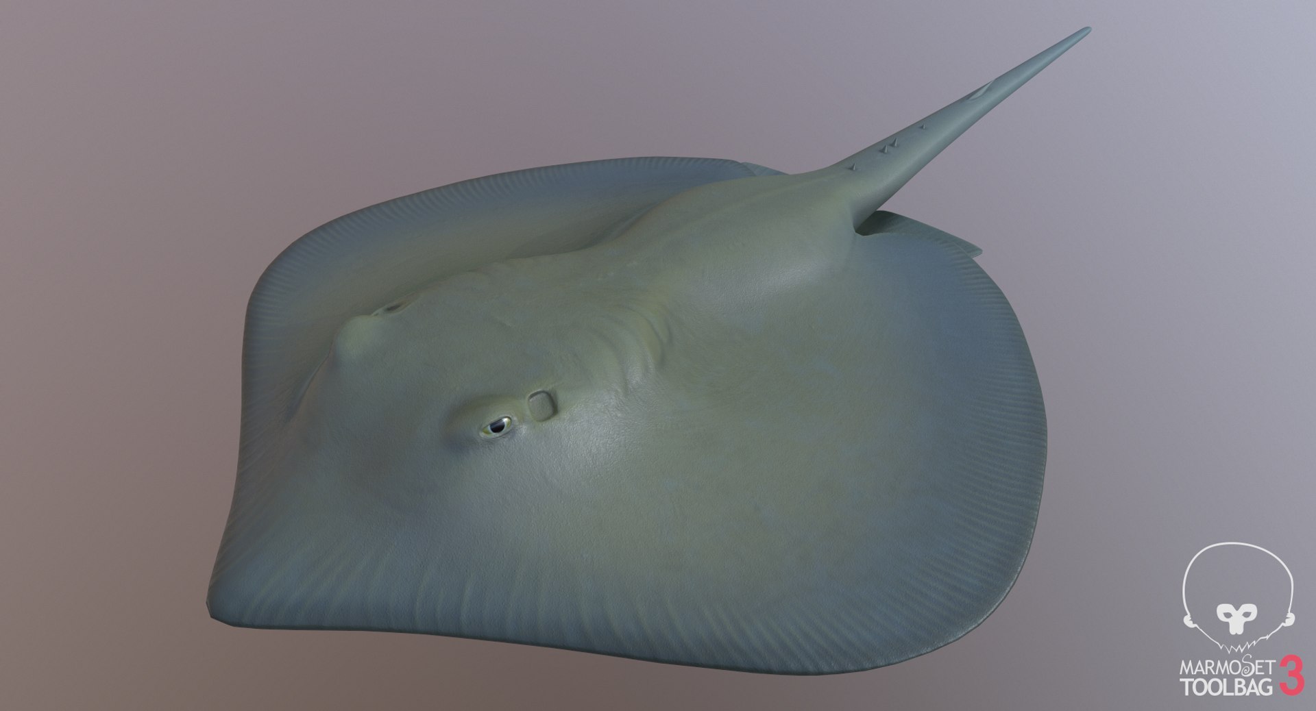 3D Southern Stingray Model - TurboSquid 1419034