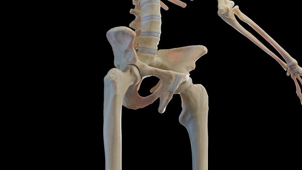 modèle 3D de Squelette et organes du corps humain masculin statiques ...