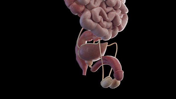 modelo 3d Human Male Body Skeleton and Organs Static - TurboSquid 2054167