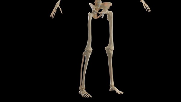 modèle 3D de Squelette et organes du corps humain masculin statiques ...