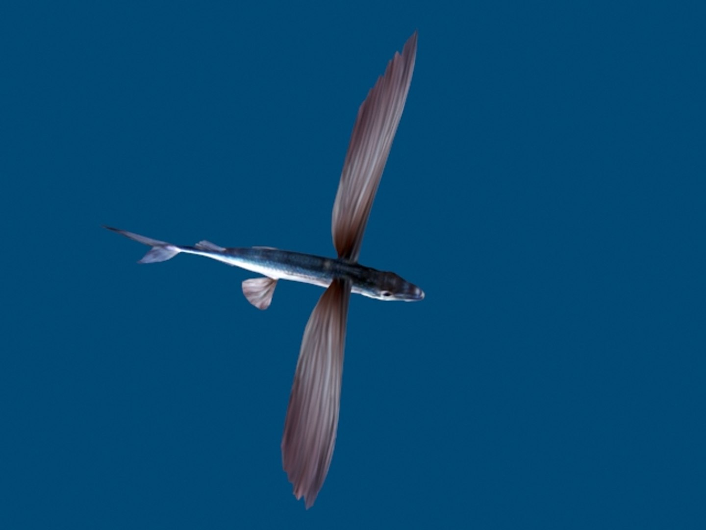 3d Model Flying Fish Realistic