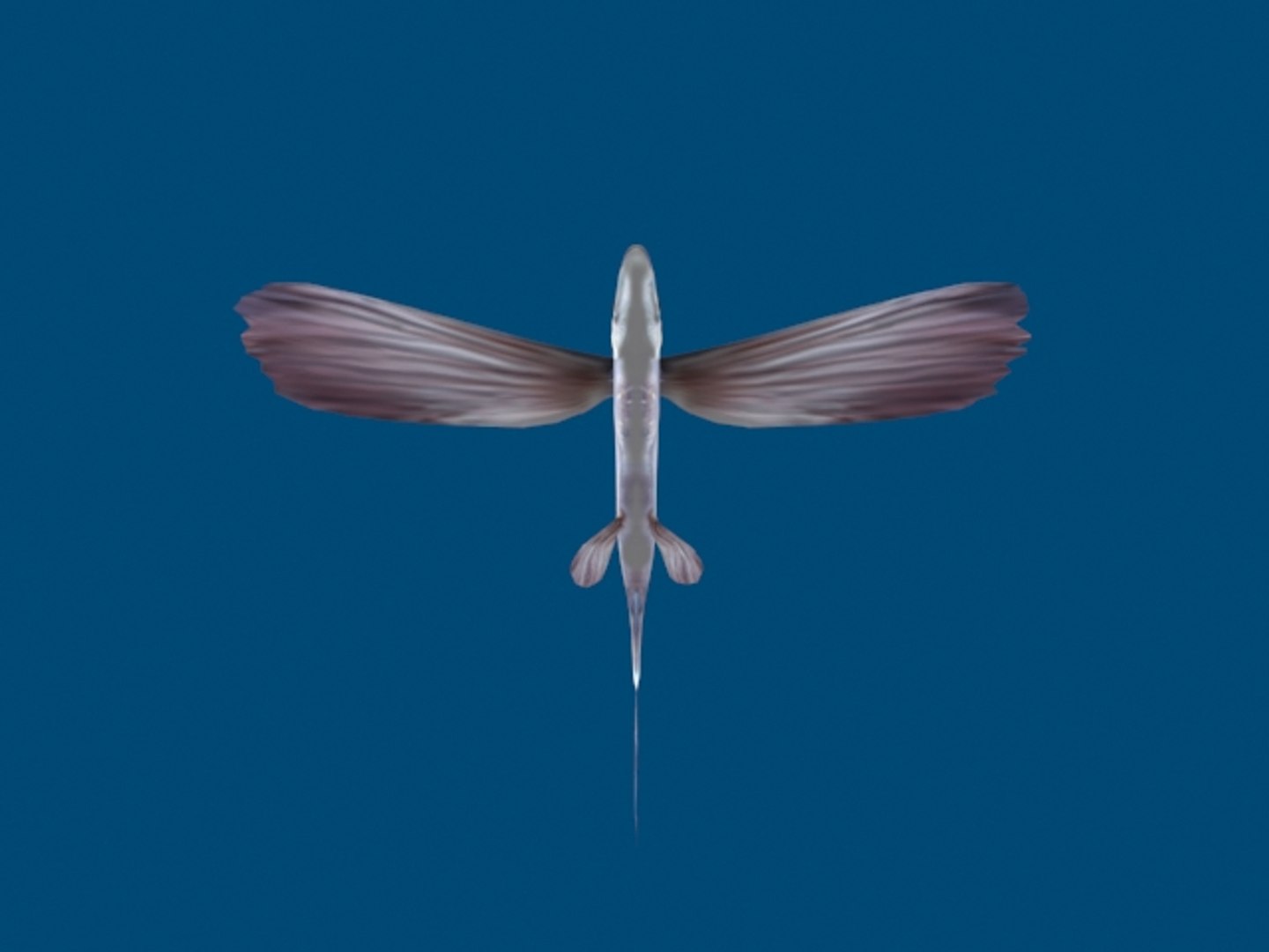 3d Model Flying Fish Realistic