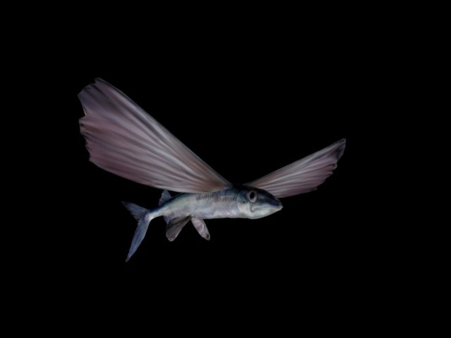 3d Model Flying Fish Realistic